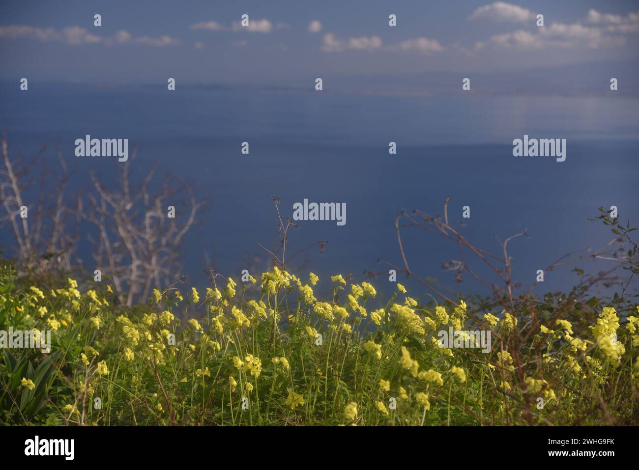 Wild, yellow spring flowers in the Sicily countryside Stock Photo - Alamy