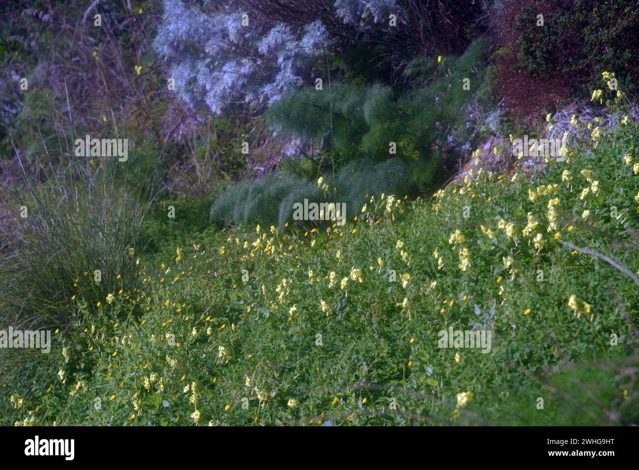 Wild, yellow spring flowers in the Sicily countryside Stock Photo - Alamy
