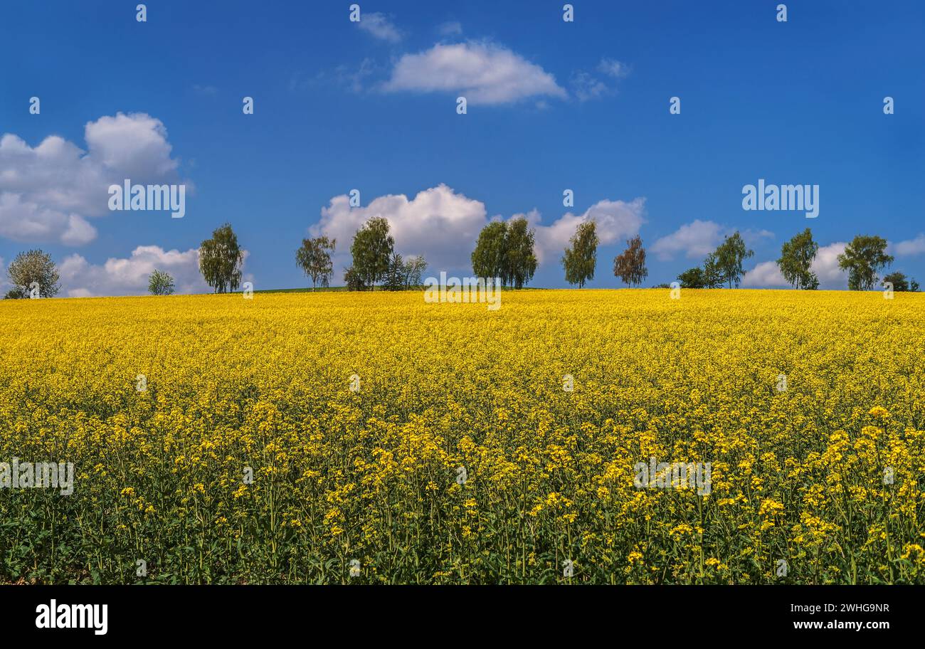 Rapeseed field with trees Stock Photo - Alamy