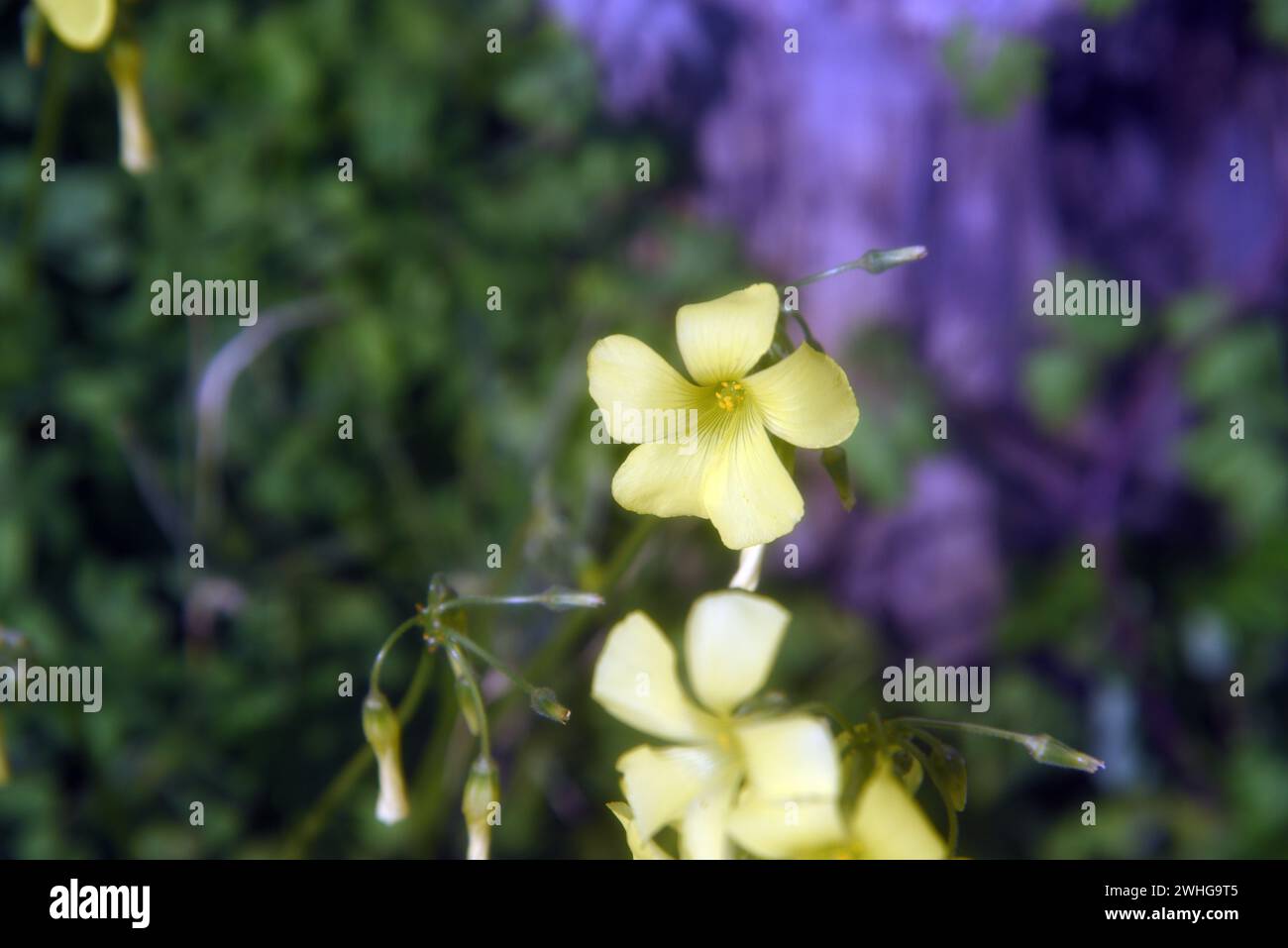 Wild, yellow spring flowers in the Sicily countryside Stock Photo - Alamy