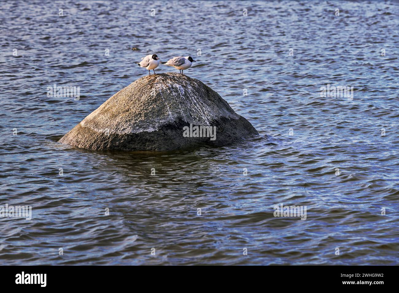 Two birds one stone hi-res stock photography and images - Alamy