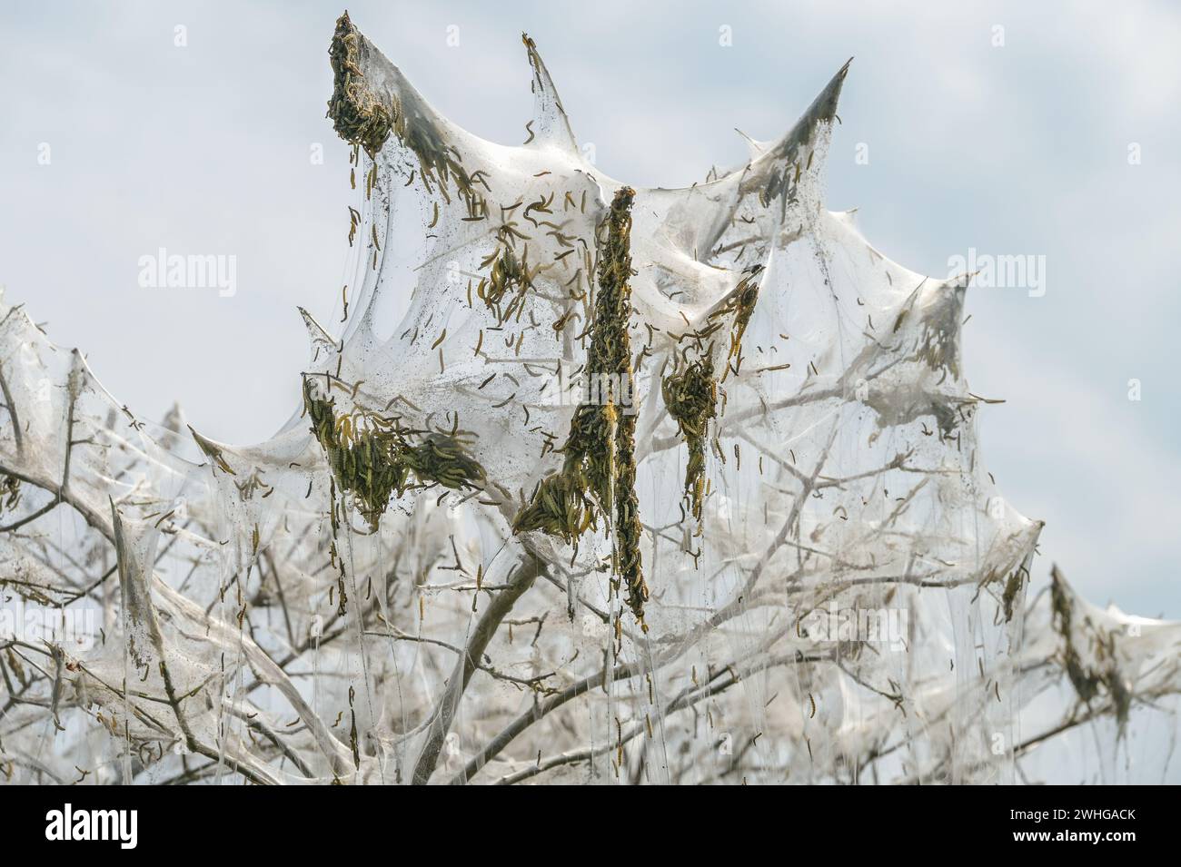 Webs on plant hi-res stock photography and images - Alamy