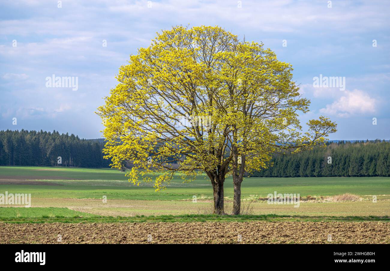 Field boundary trees hi-res stock photography and images - Alamy