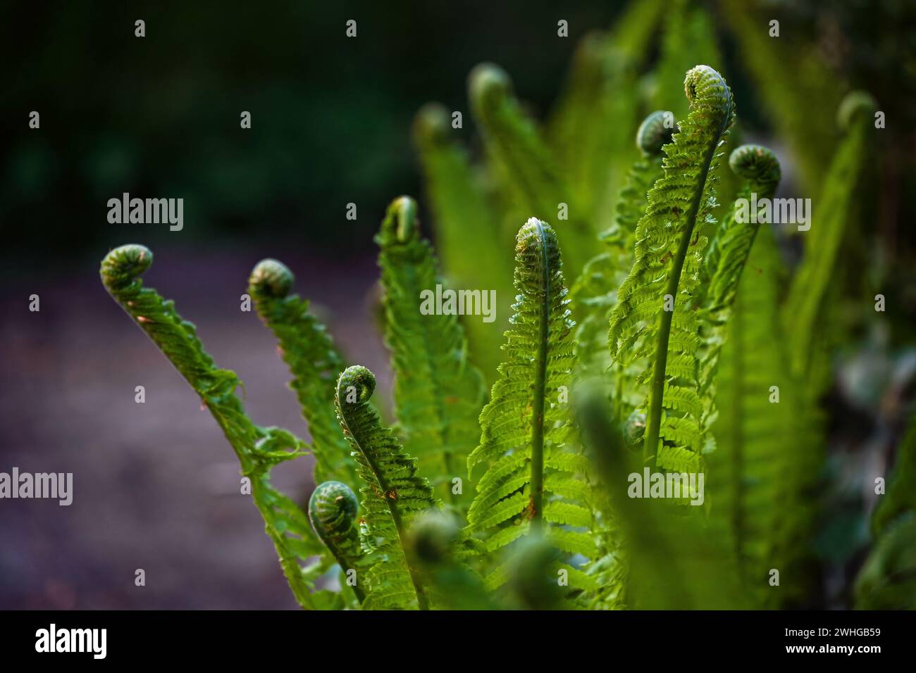 Fern unrolling the green fronds in the dark forest in spring, metaphor ...