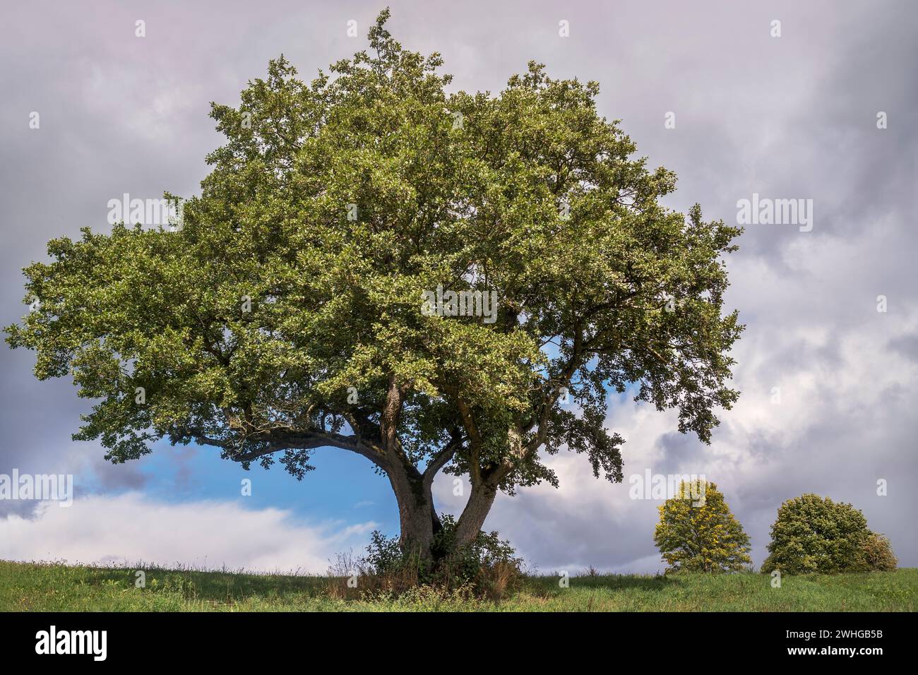 Summery trees hi-res stock photography and images - Alamy