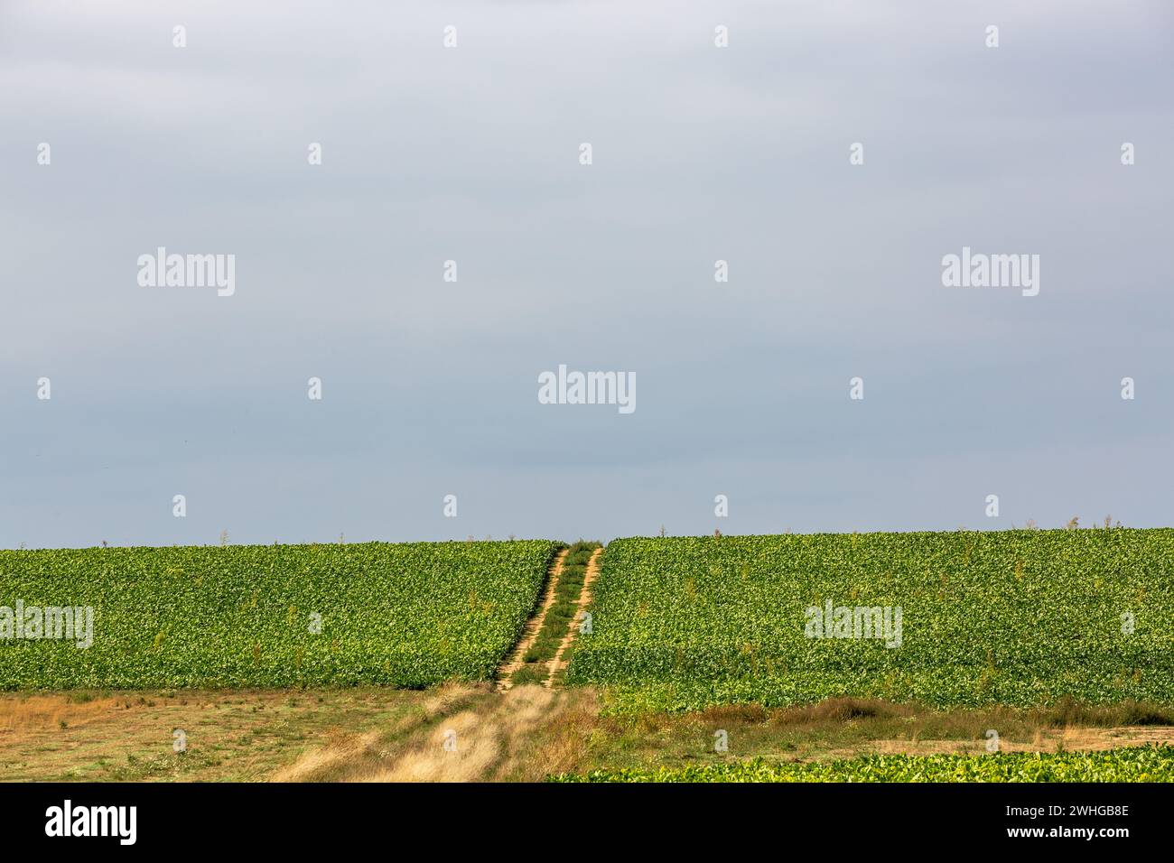 A farm road crossing a beet field rises to the top of a elevation and ...