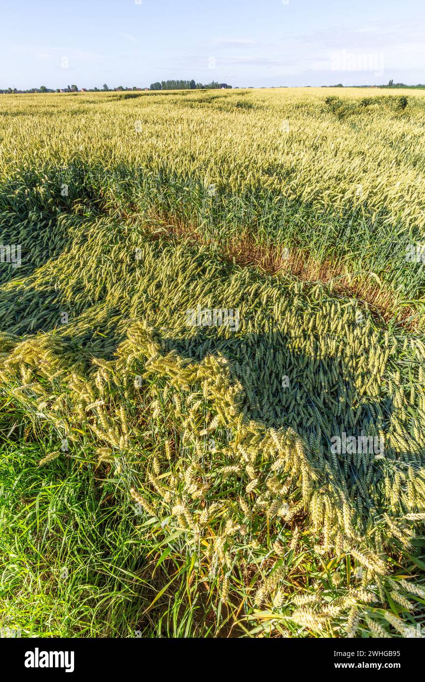 Wheat field at the beginning of summer, folded down after a storm Stock ...