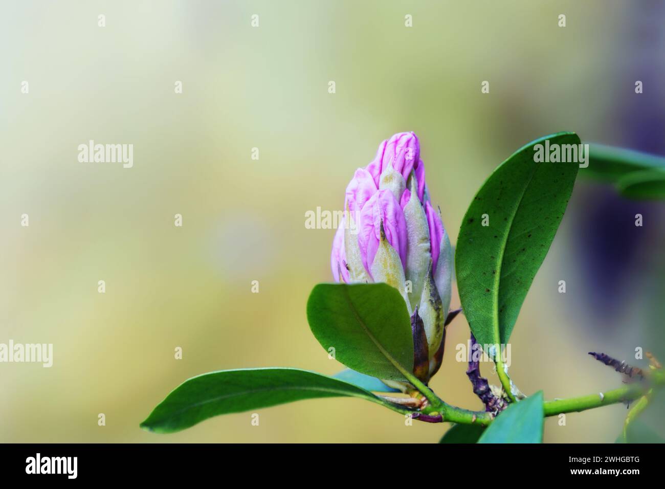 Pink bud of an azalea flower, genus Rhododendron, blooming shrub in ...