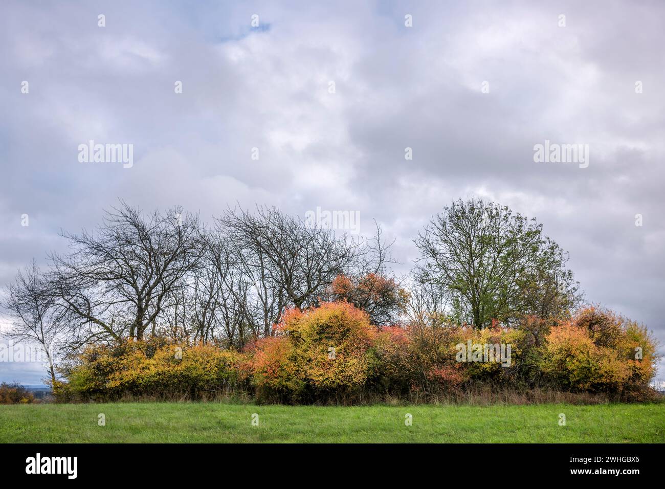 Tree group in autumn Stock Photo - Alamy
