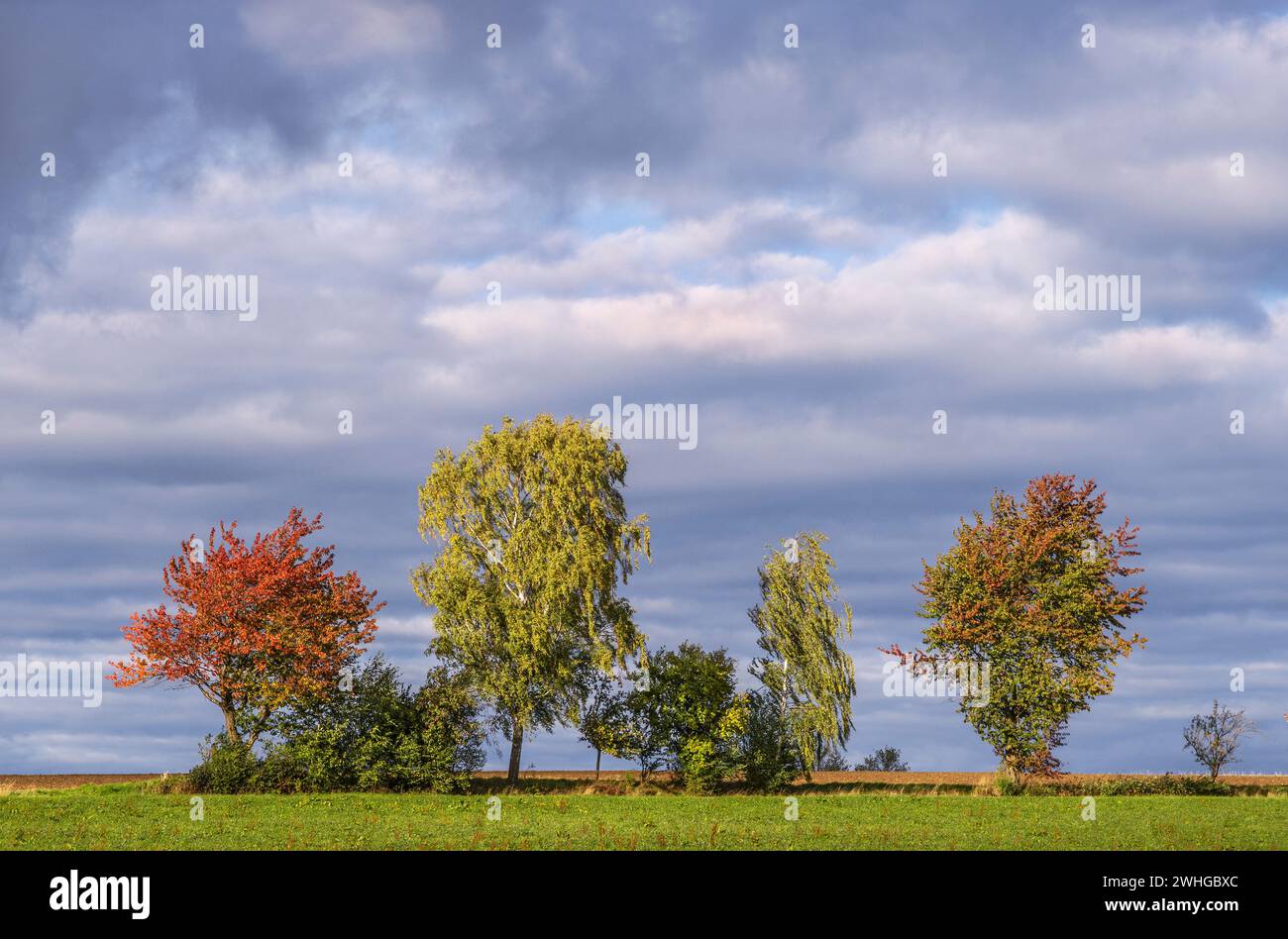 Tree group in autumn Stock Photo - Alamy