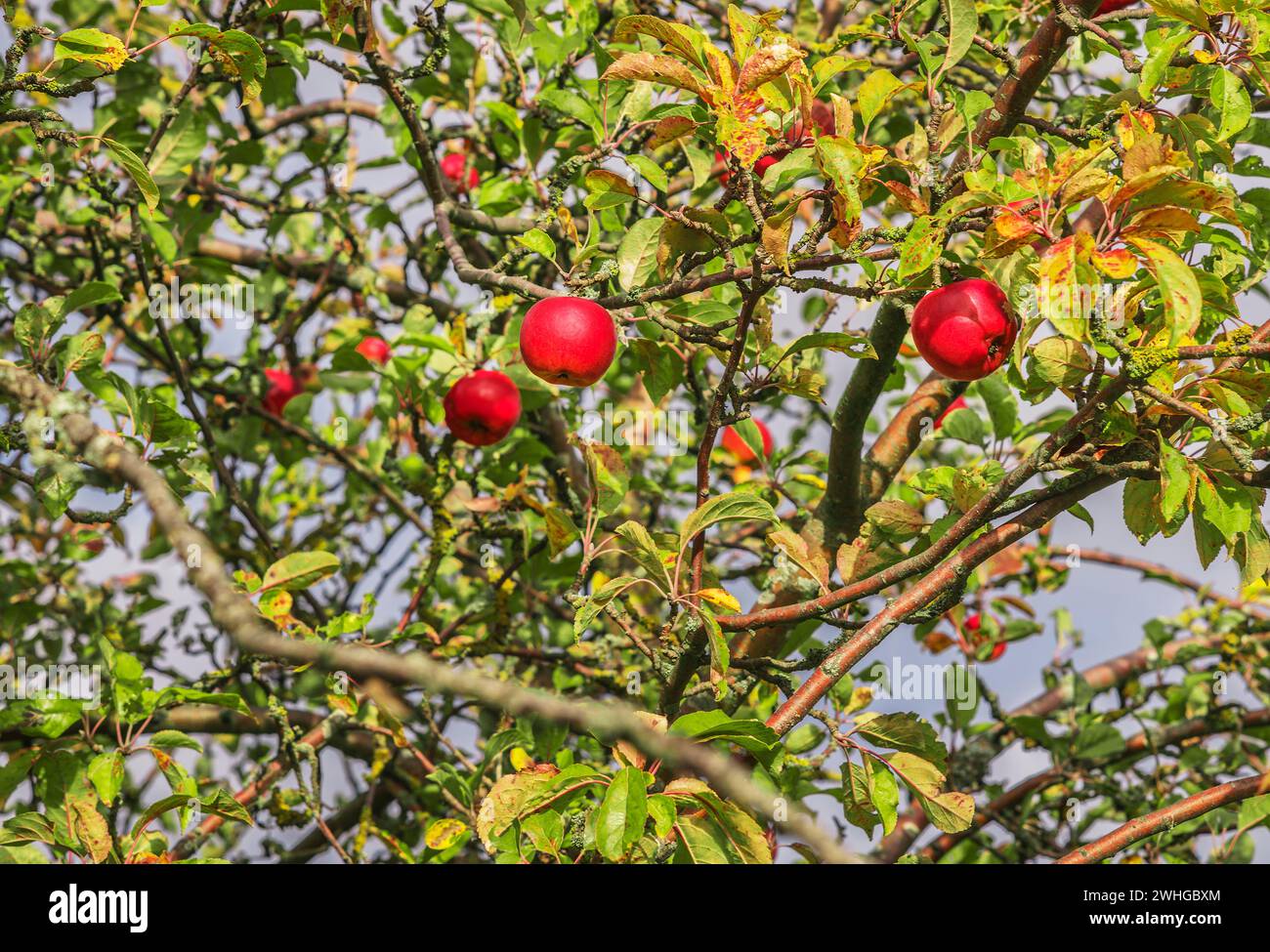 Apple tree boughs hi-res stock photography and images - Alamy