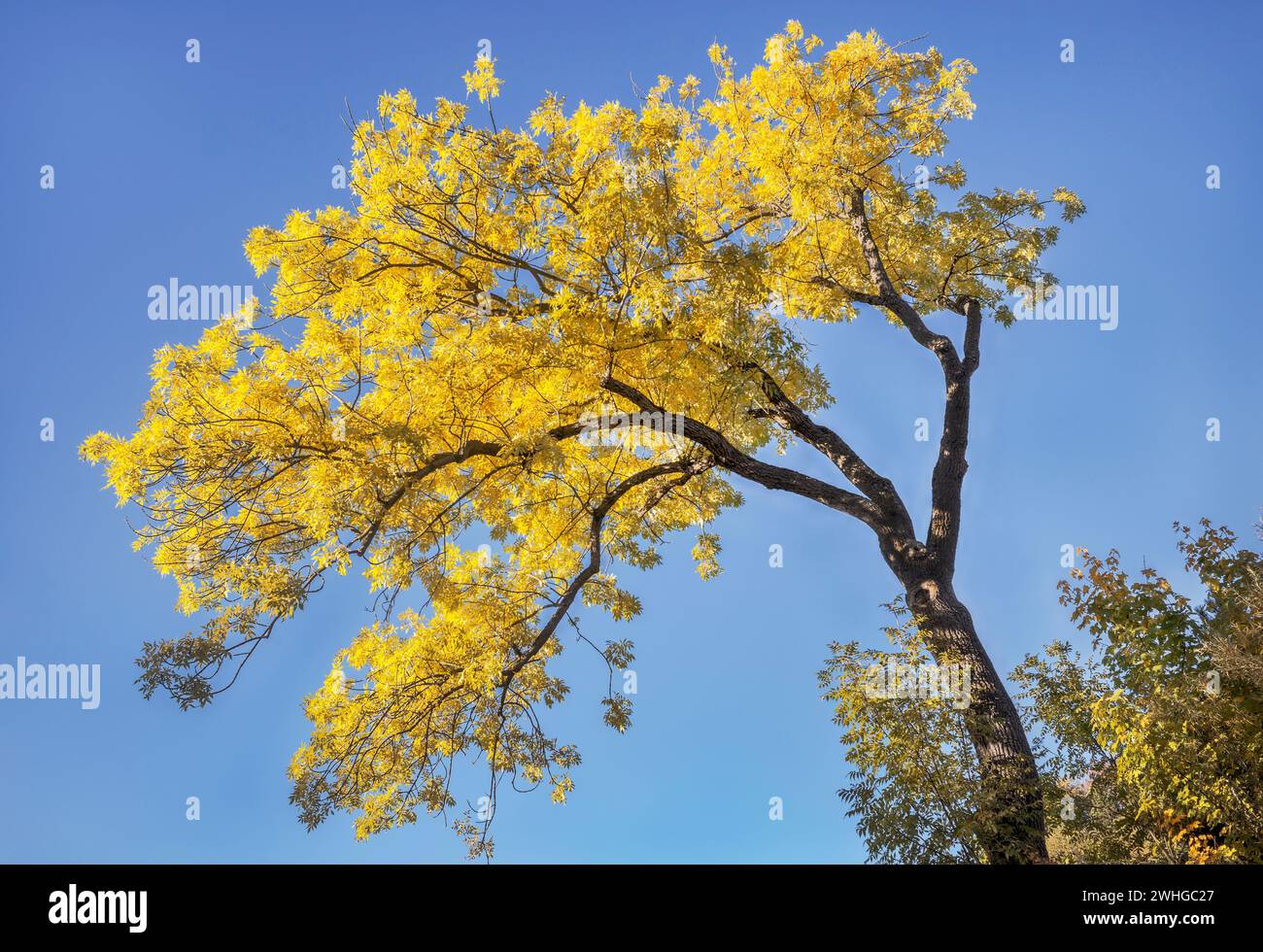 The crooked autumn tree Stock Photo - Alamy