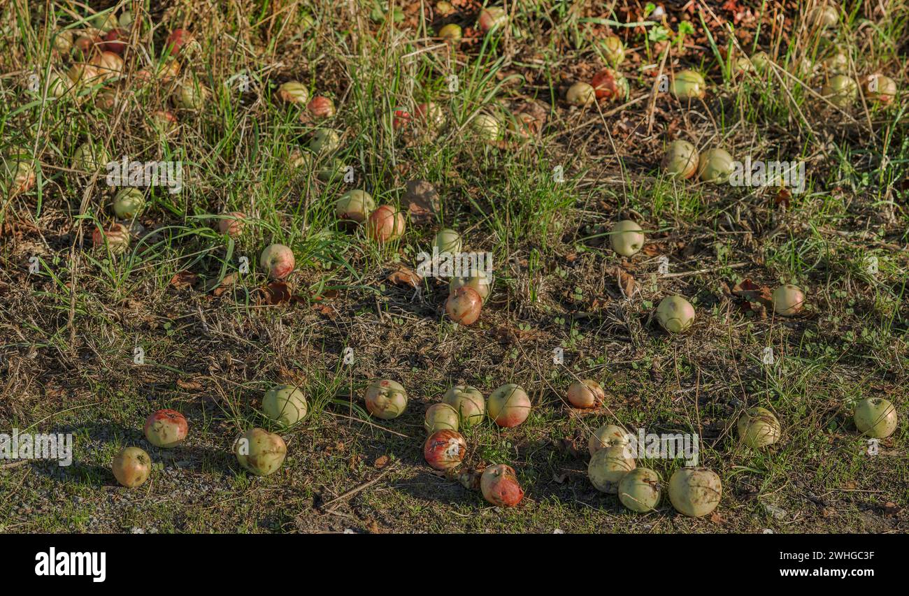 Apples as a fall fruit Stock Photo - Alamy
