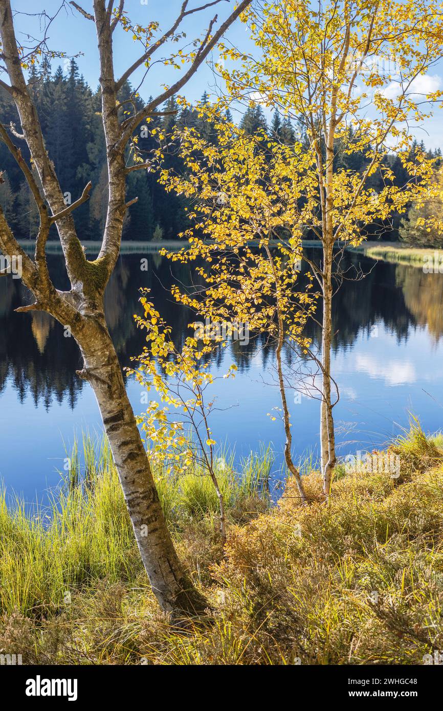 Tree limb autumn leaves hi-res stock photography and images - Alamy