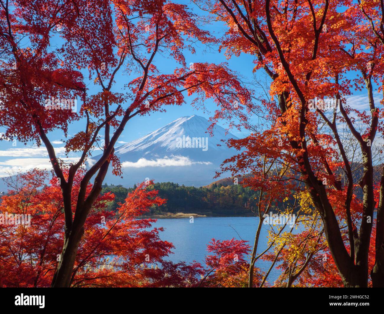 Mountain fuji with red maple in Autumn, Kawaguchiko Lake, Japan Stock Photo - Alamy