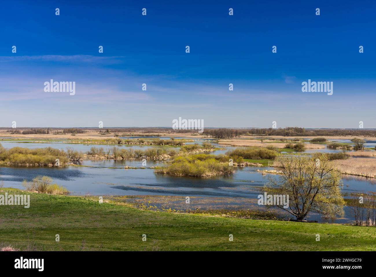 Landscape with river backwaters in spring, fresh green Stock Photo - Alamy