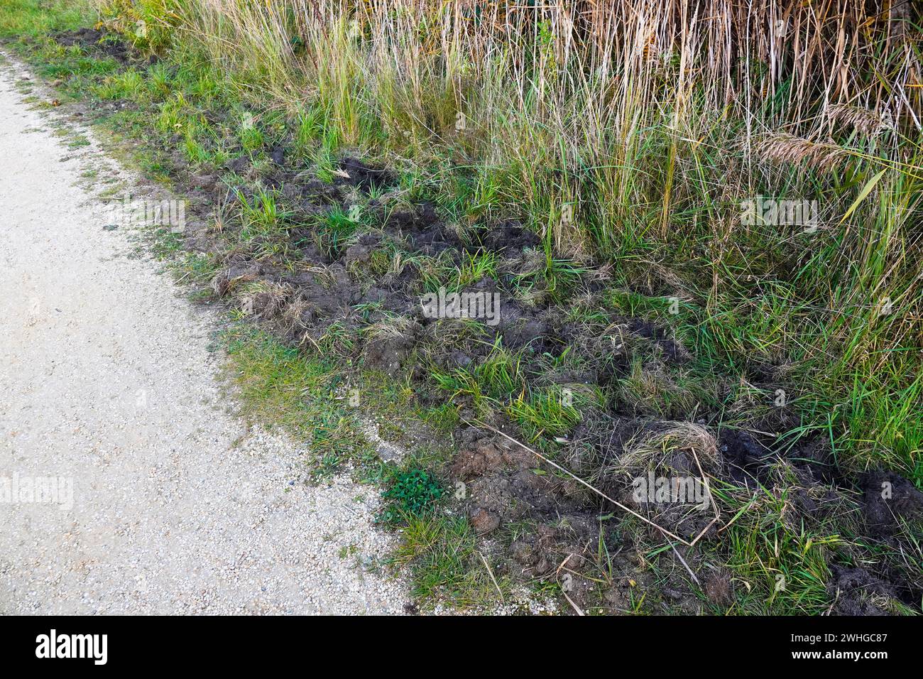 Wild boar tracks along the way Stock Photo - Alamy