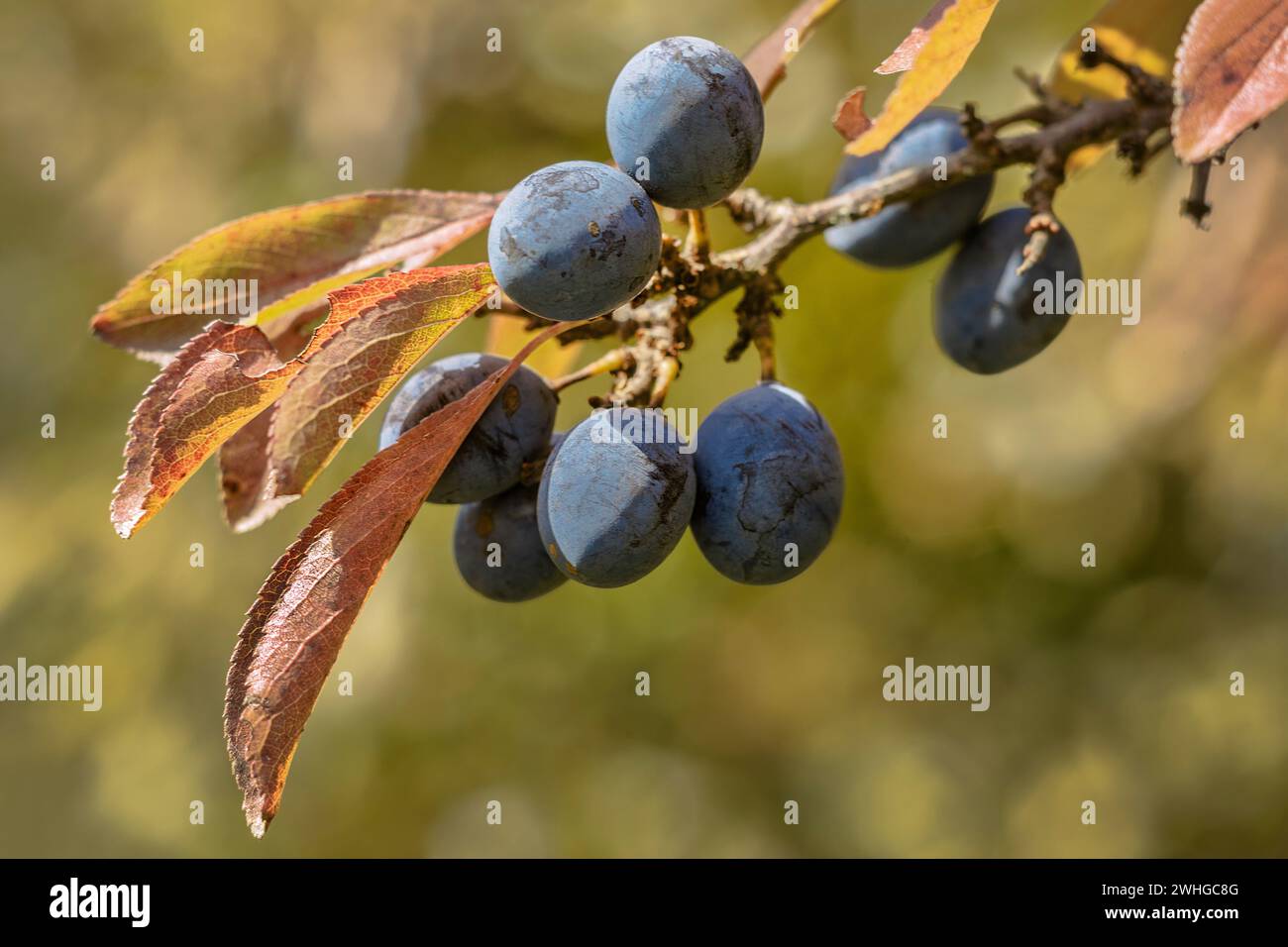 Sloe season hi-res stock photography and images - Alamy