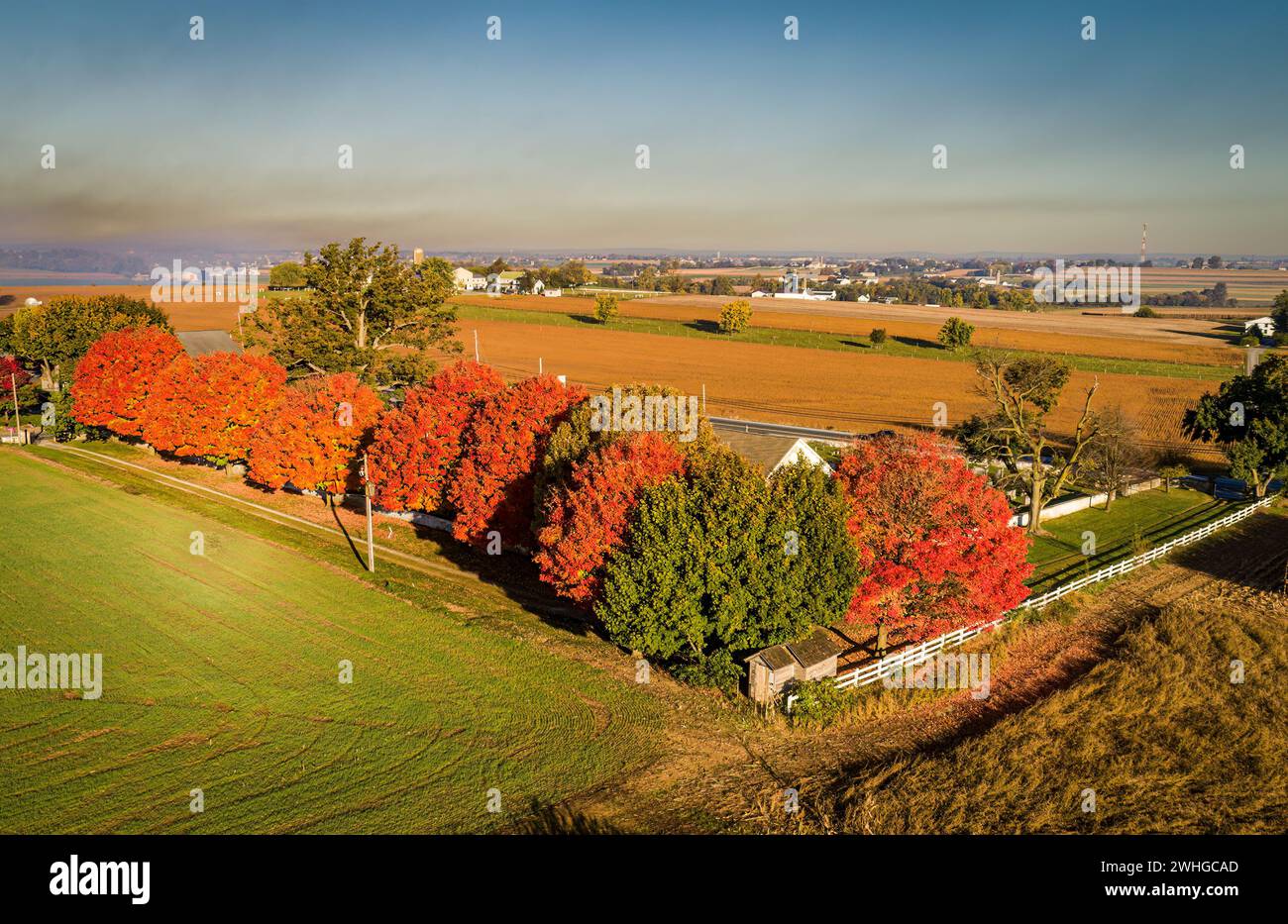 Drone View of a Row of Trees with Fall Bright Colors on a Early Morning ...