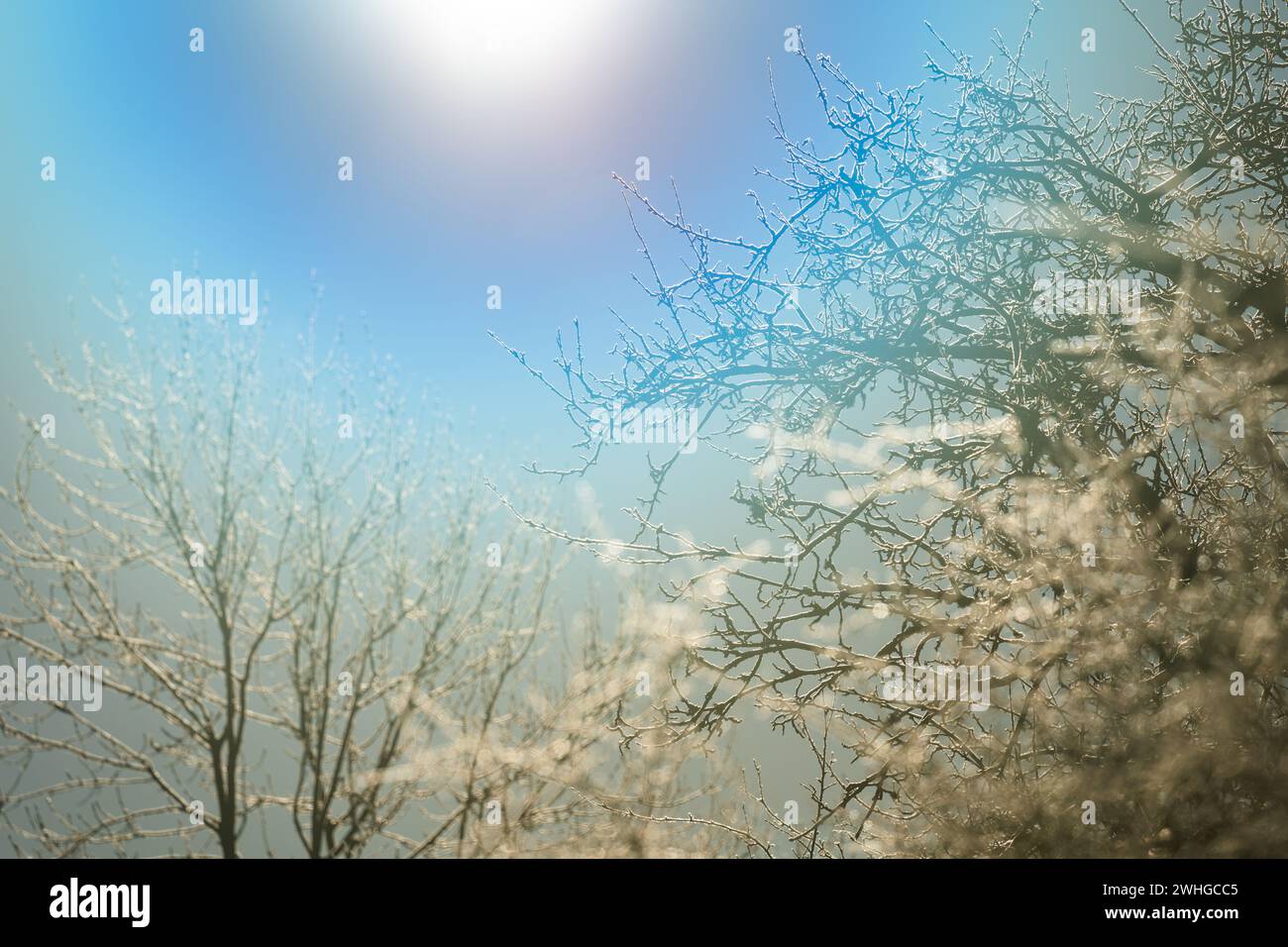 Freezing cold trees in a park at winter Stock Photo - Alamy