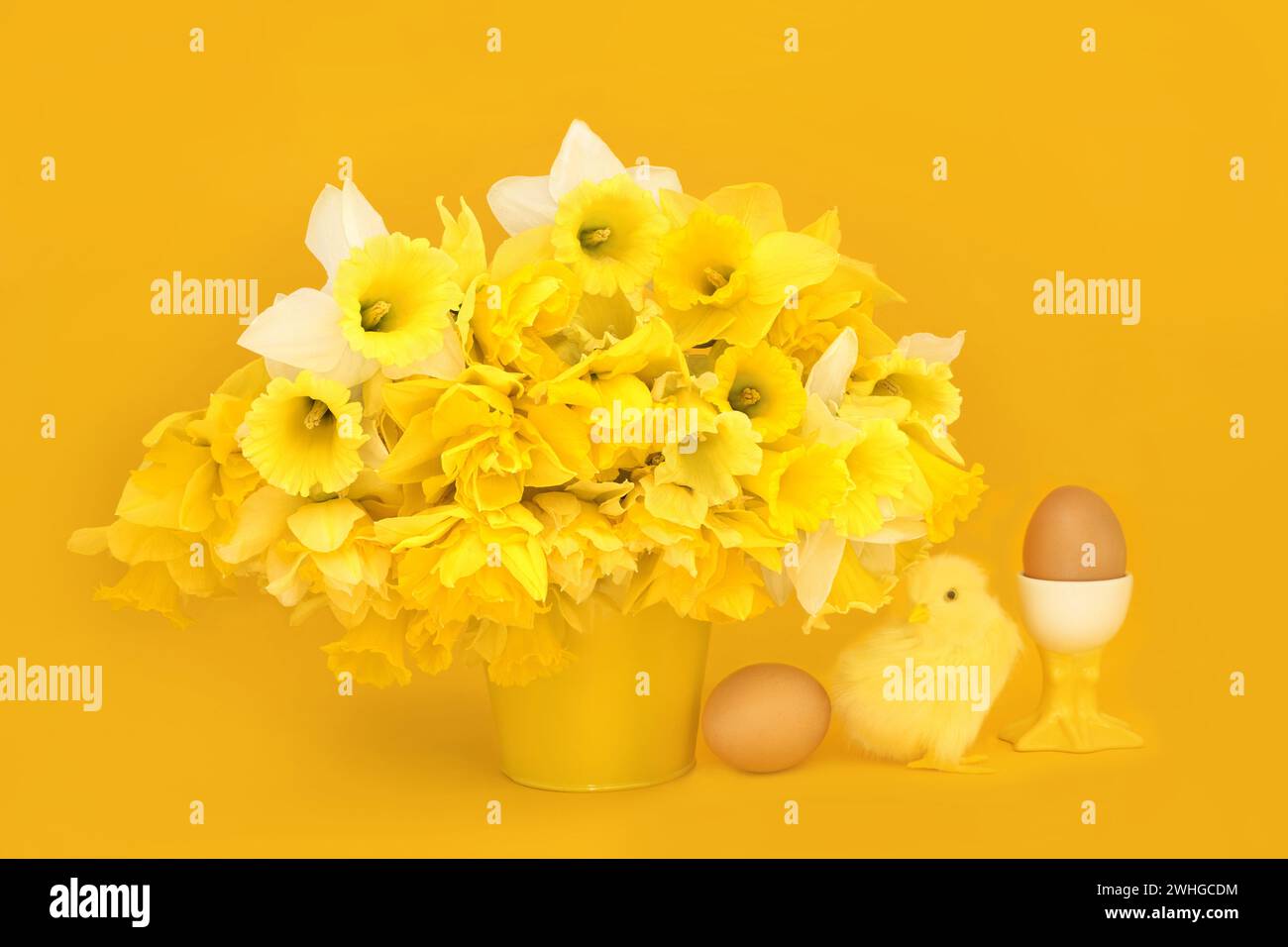 Symbols of Easter and Spring with daffodil flowers, baby toy chick and ...