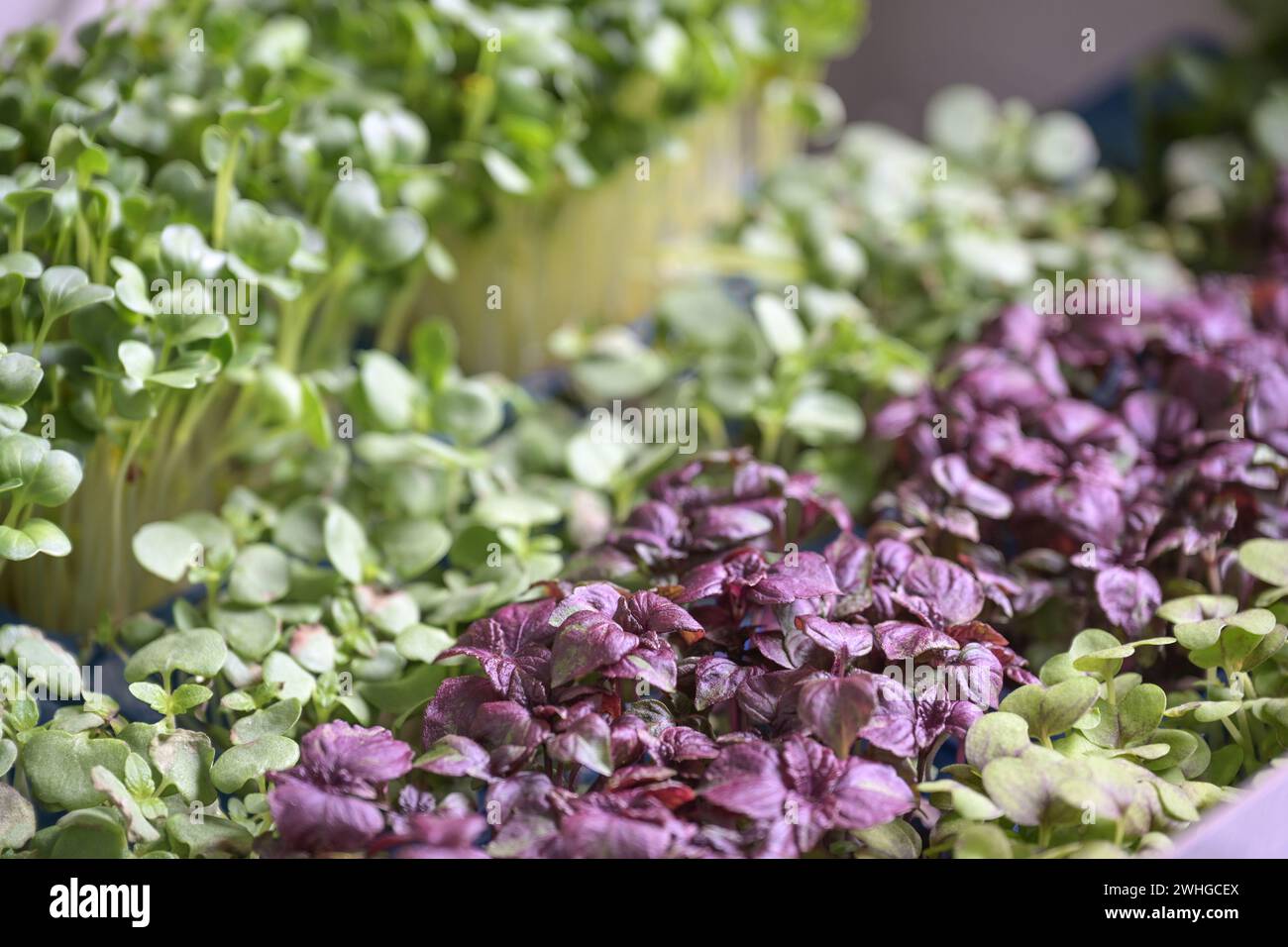 Rows of different herb sprouts as a fresh and healthy ingredient for ...