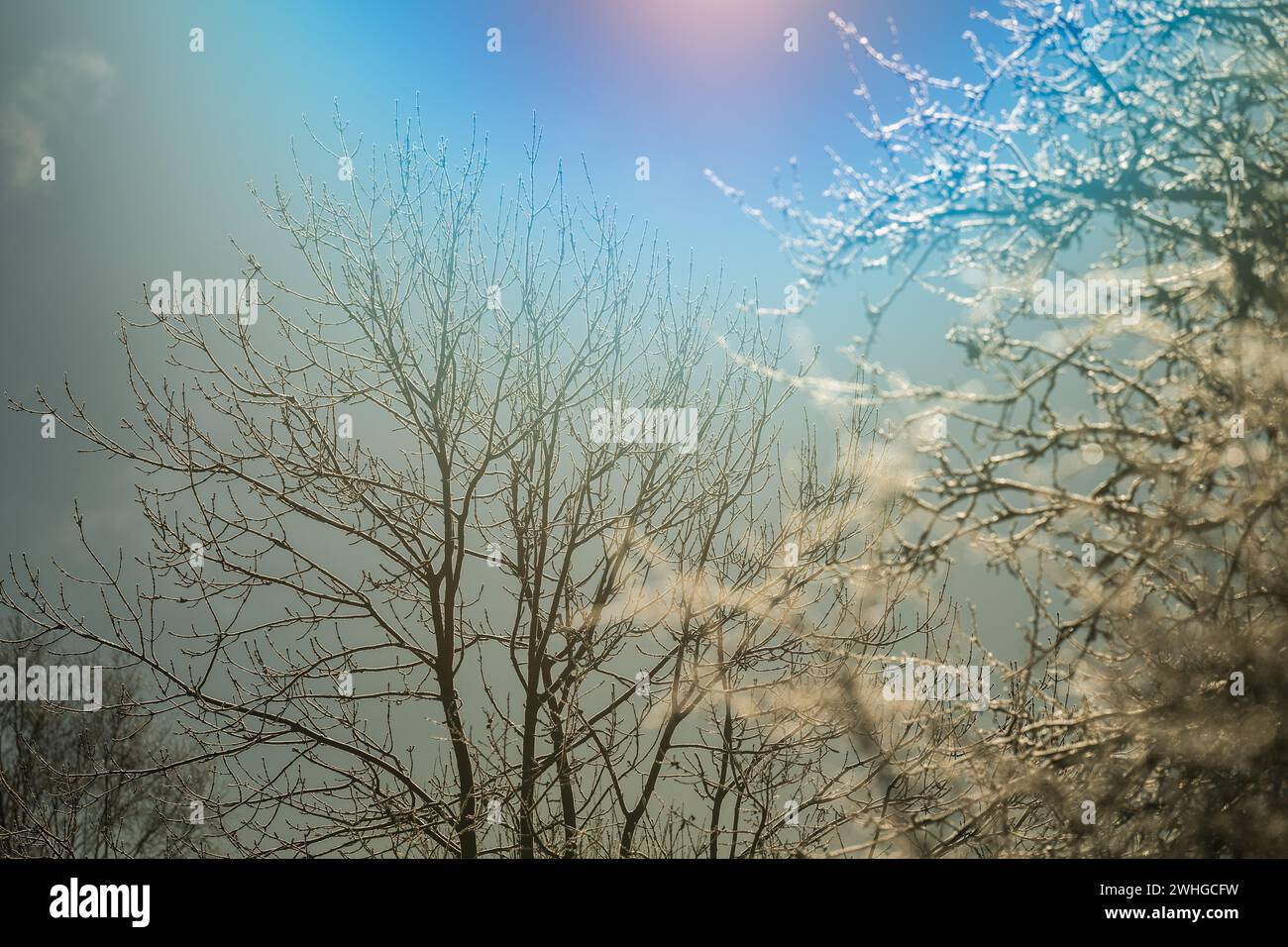 Freezing cold trees in a park at winter Stock Photo - Alamy