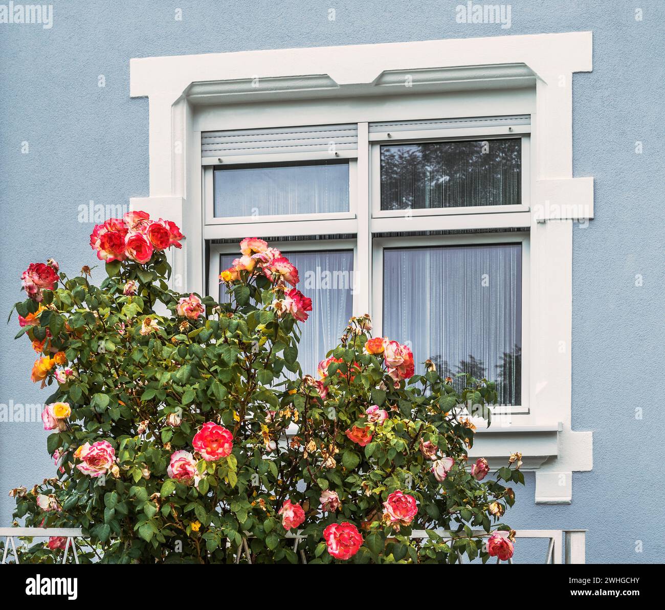 The rose bush in front of the window Stock Photo - Alamy