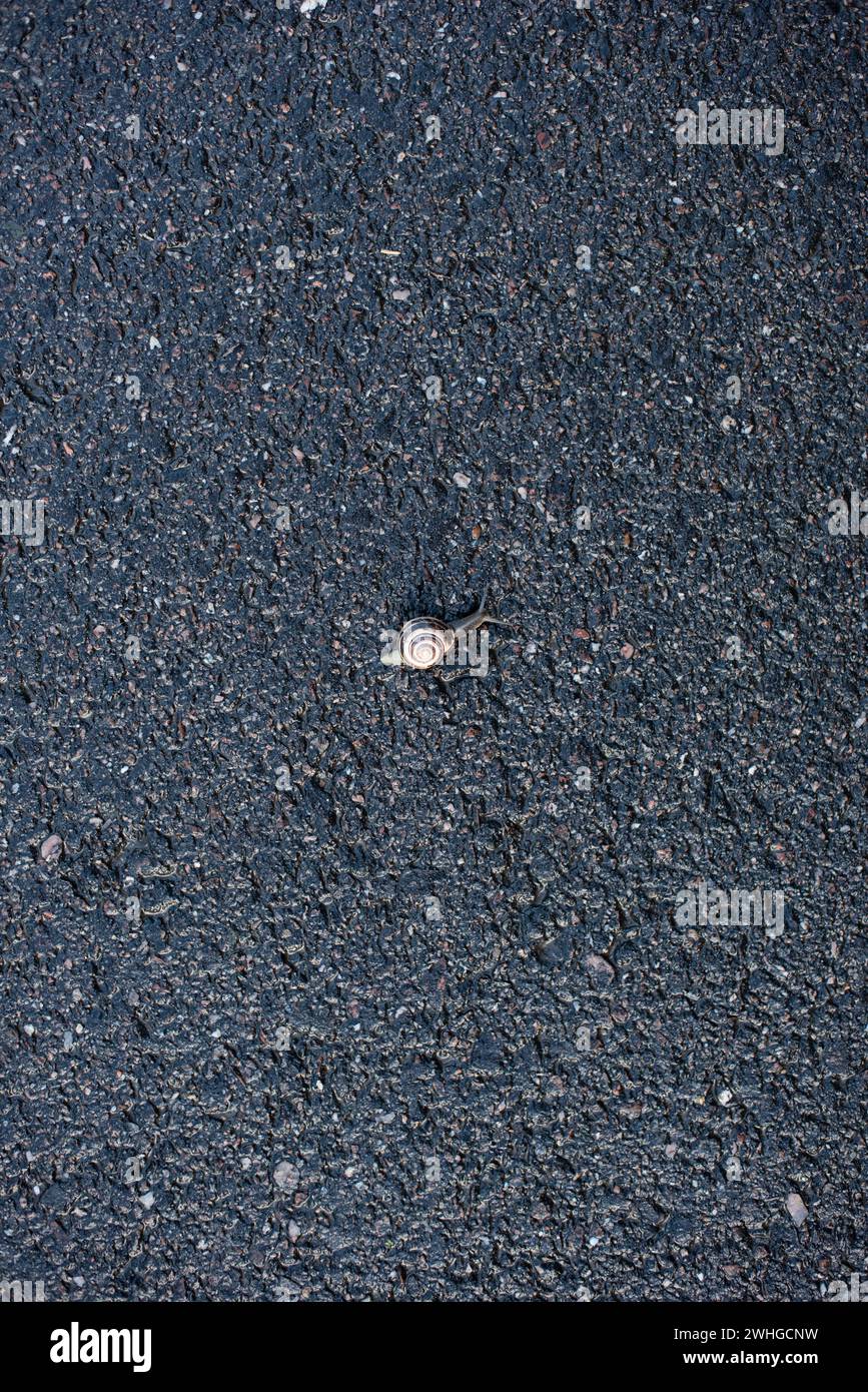Snail crossing road hi-res stock photography and images - Alamy