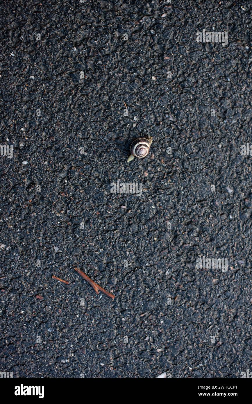 Snail crossing a road really slowly Stock Photo - Alamy