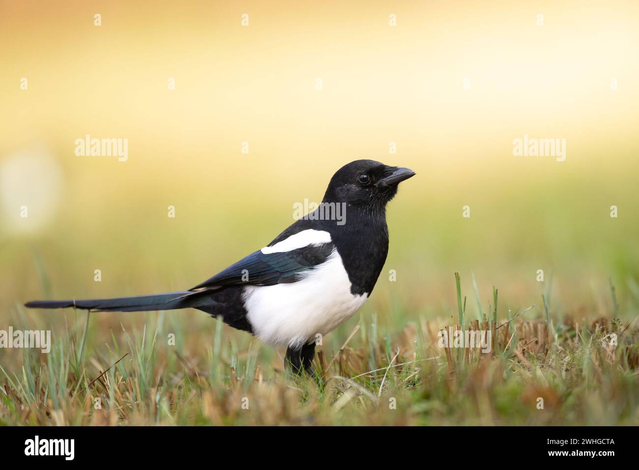 Bird - Common magpie Pica pica, very smart and clever bird with black ...