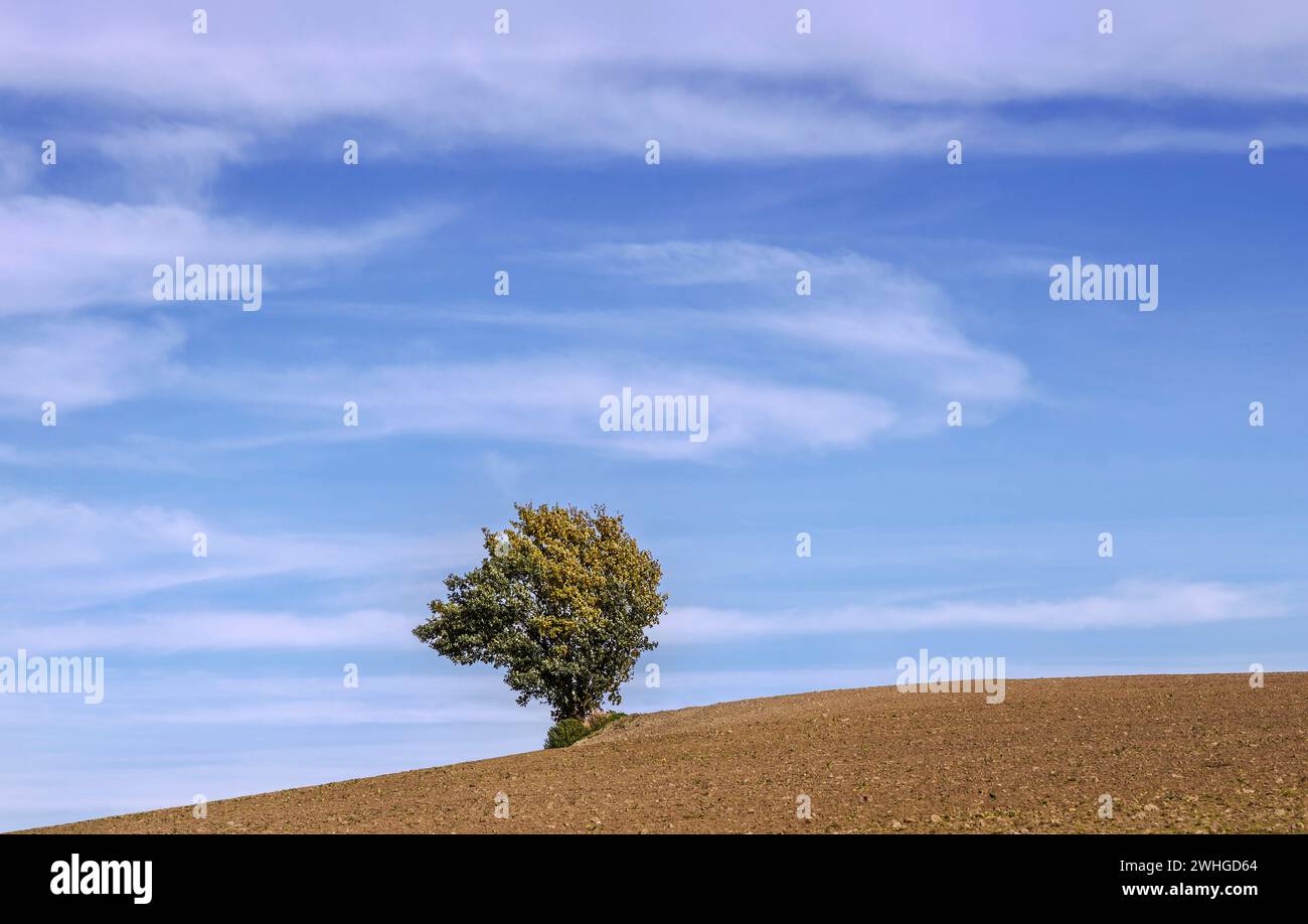 The individual tree in the field Stock Photo - Alamy