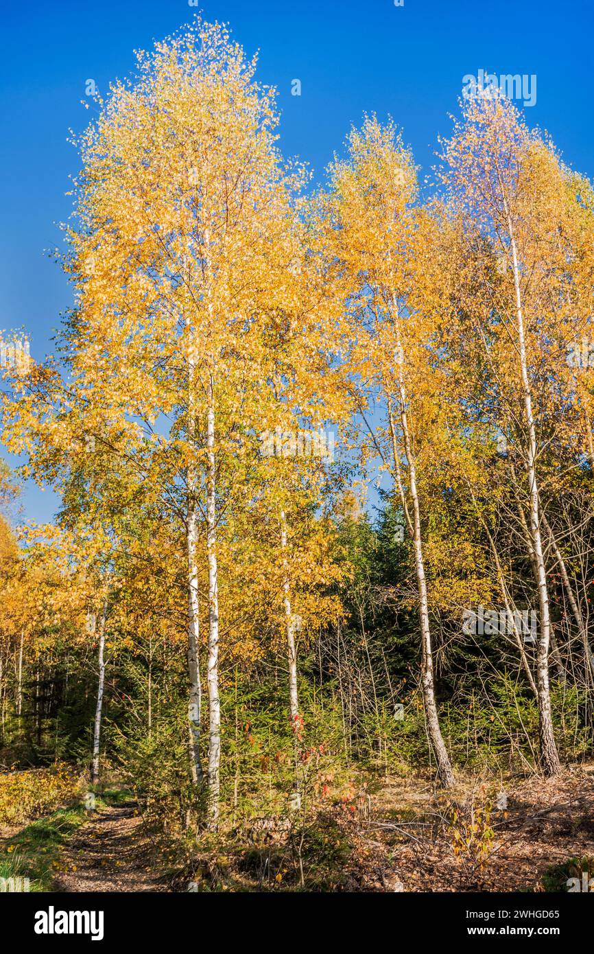 Birches forests hi-res stock photography and images - Alamy