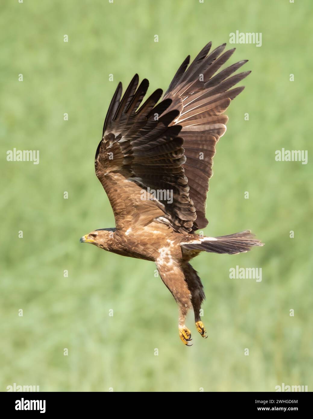 Birds of prey - Lesser Spotted Eagle Aquila pomarina , hunting time ...