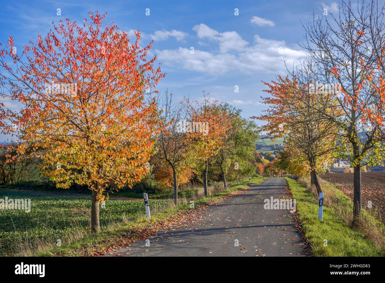 Street trees in autumn Stock Photo - Alamy