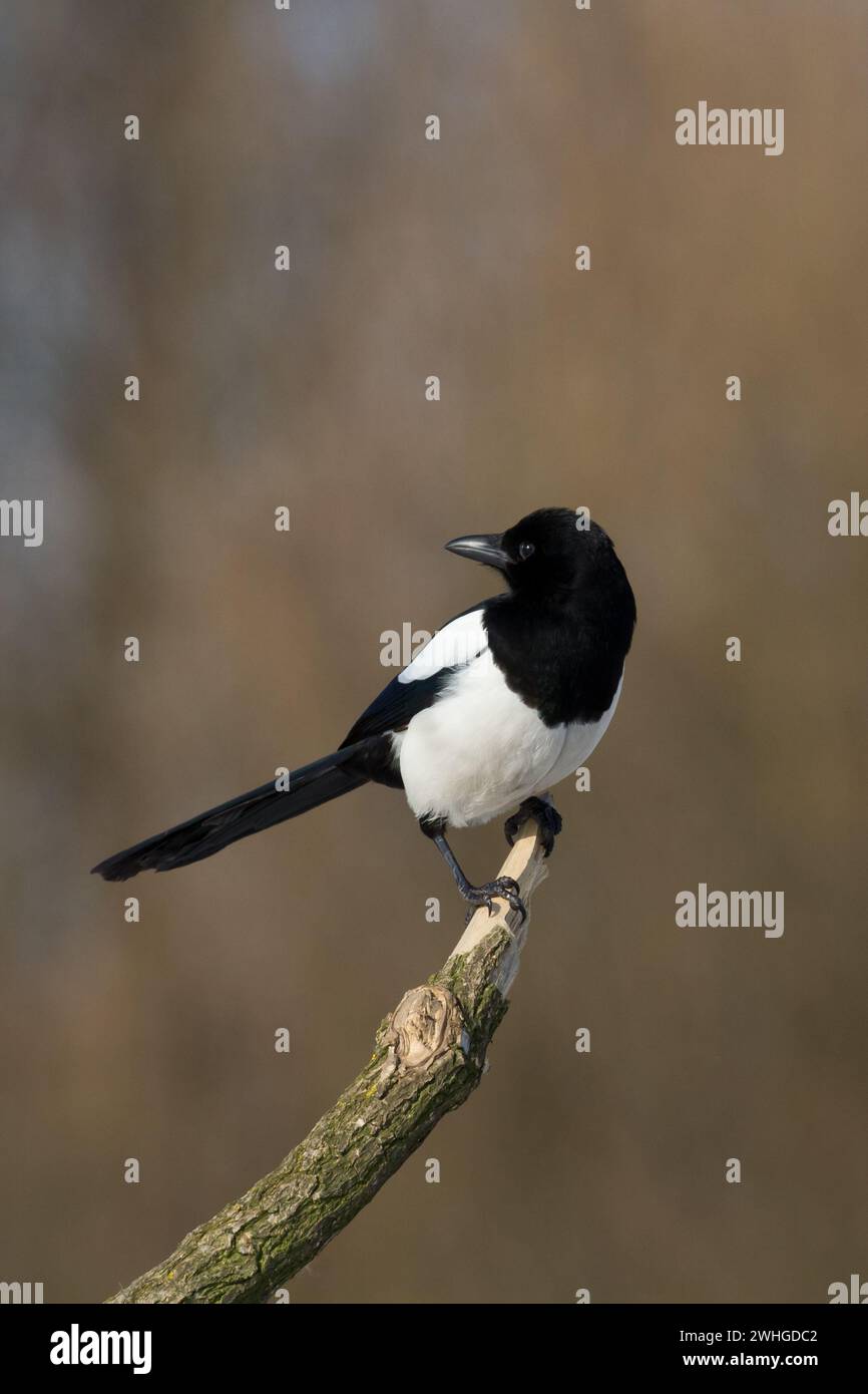 Bird - Common magpie Pica pica, very smart and clever bird with black ...
