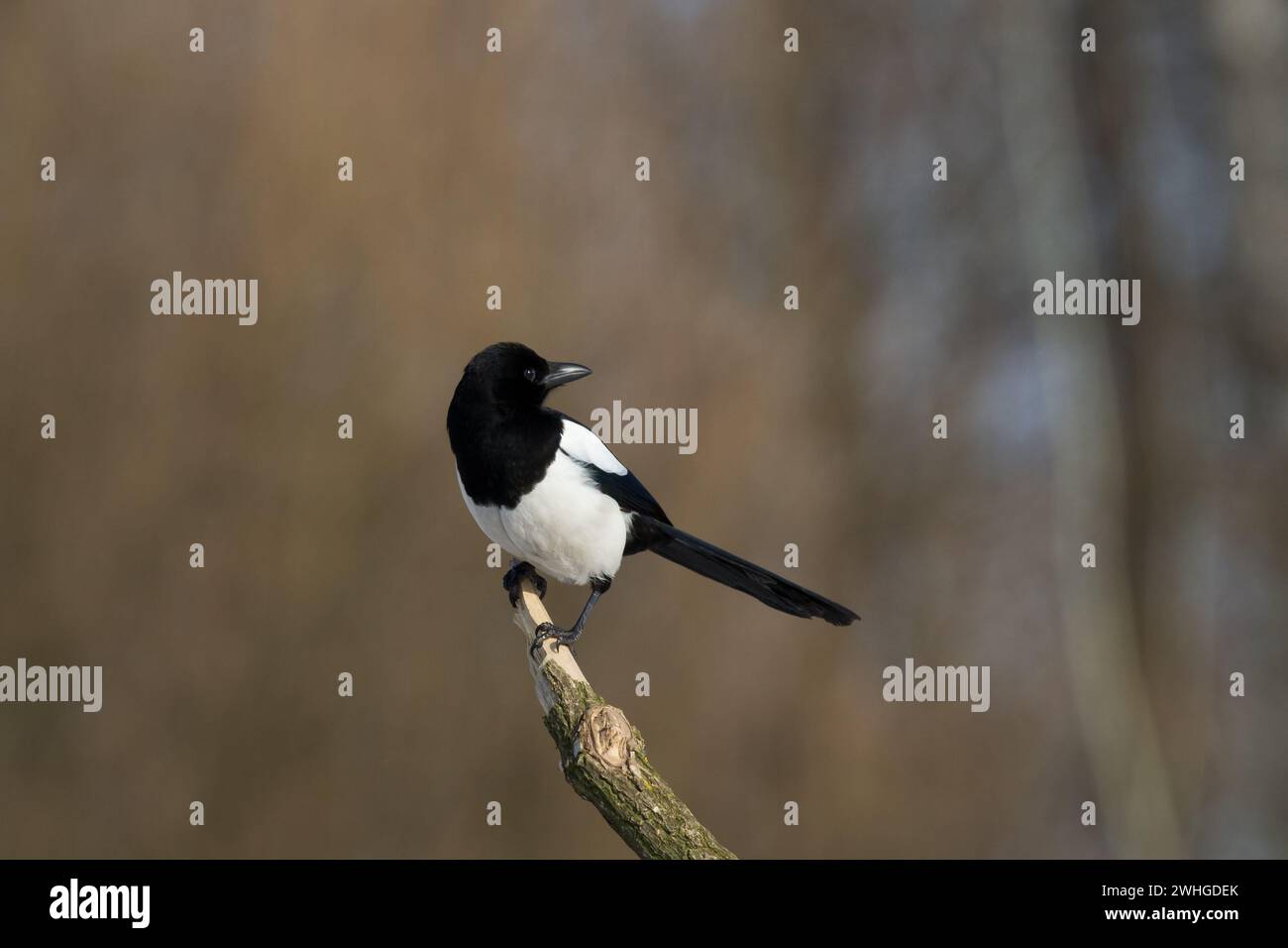Bird - Common magpie Pica pica, very smart and clever bird with black ...