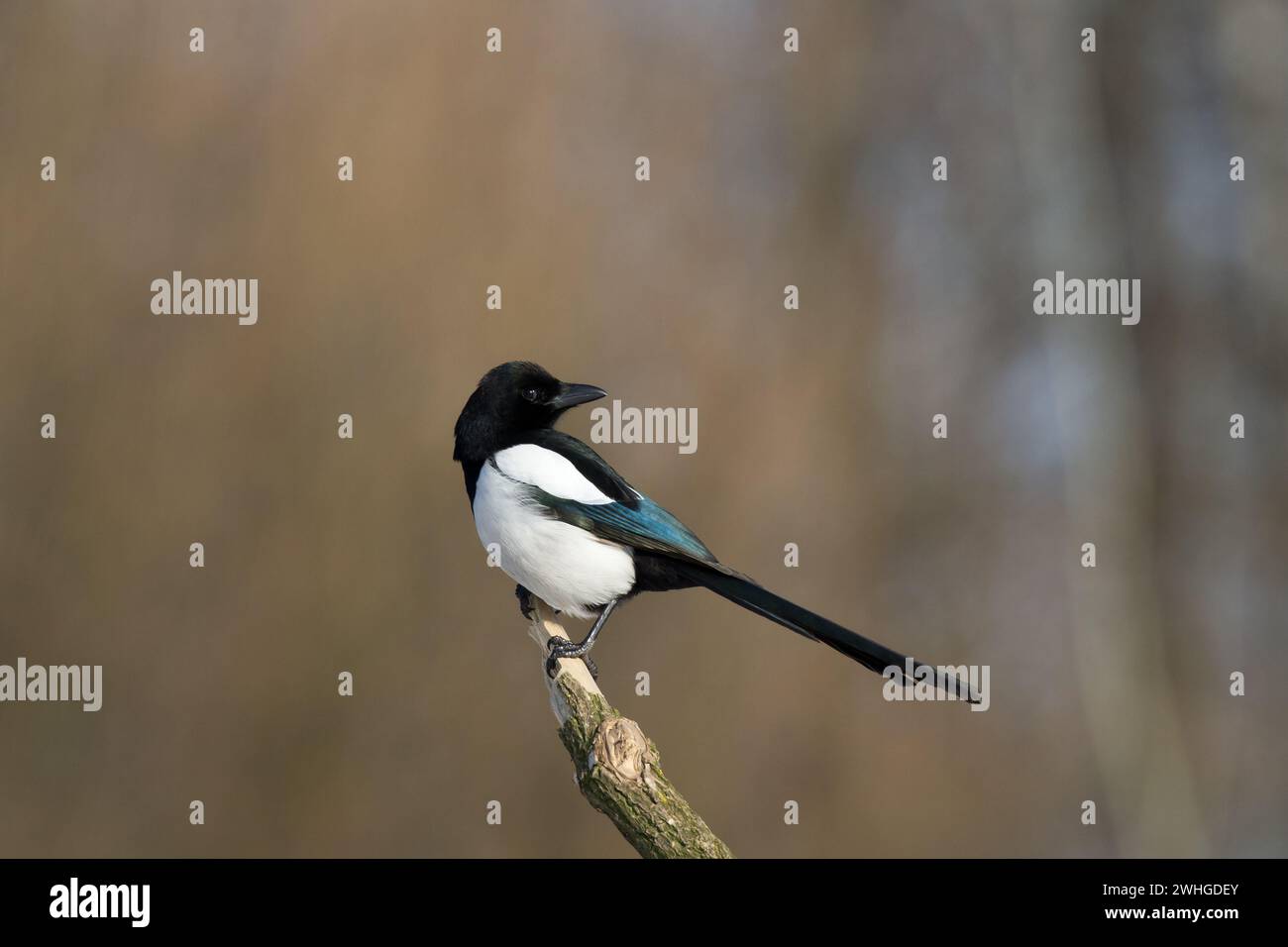Bird - Common magpie Pica pica, very smart and clever bird with black ...