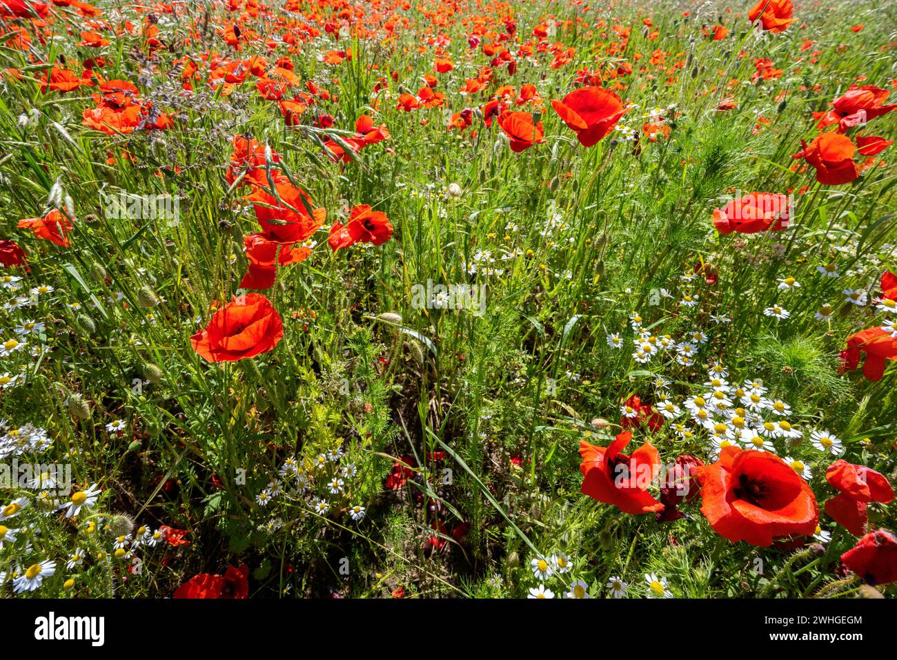 Blooming red poppies on an agriculture field, beautiful landscape in ...