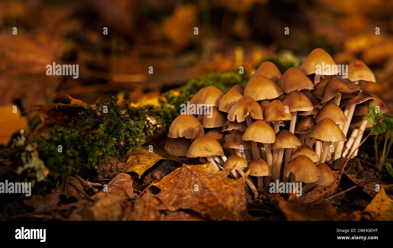 Beautiful group of mushrooms among the yellow autumn leaves and green ...