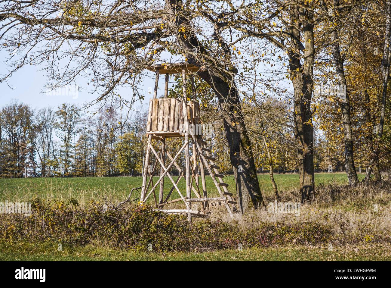 The raised hide under the trees Stock Photo - Alamy