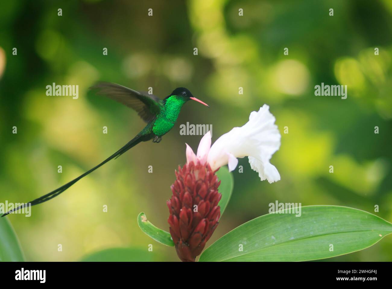 A Doctor Bird or Wimpelschwanz (Trochilus polytmus), Hummingbird ...
