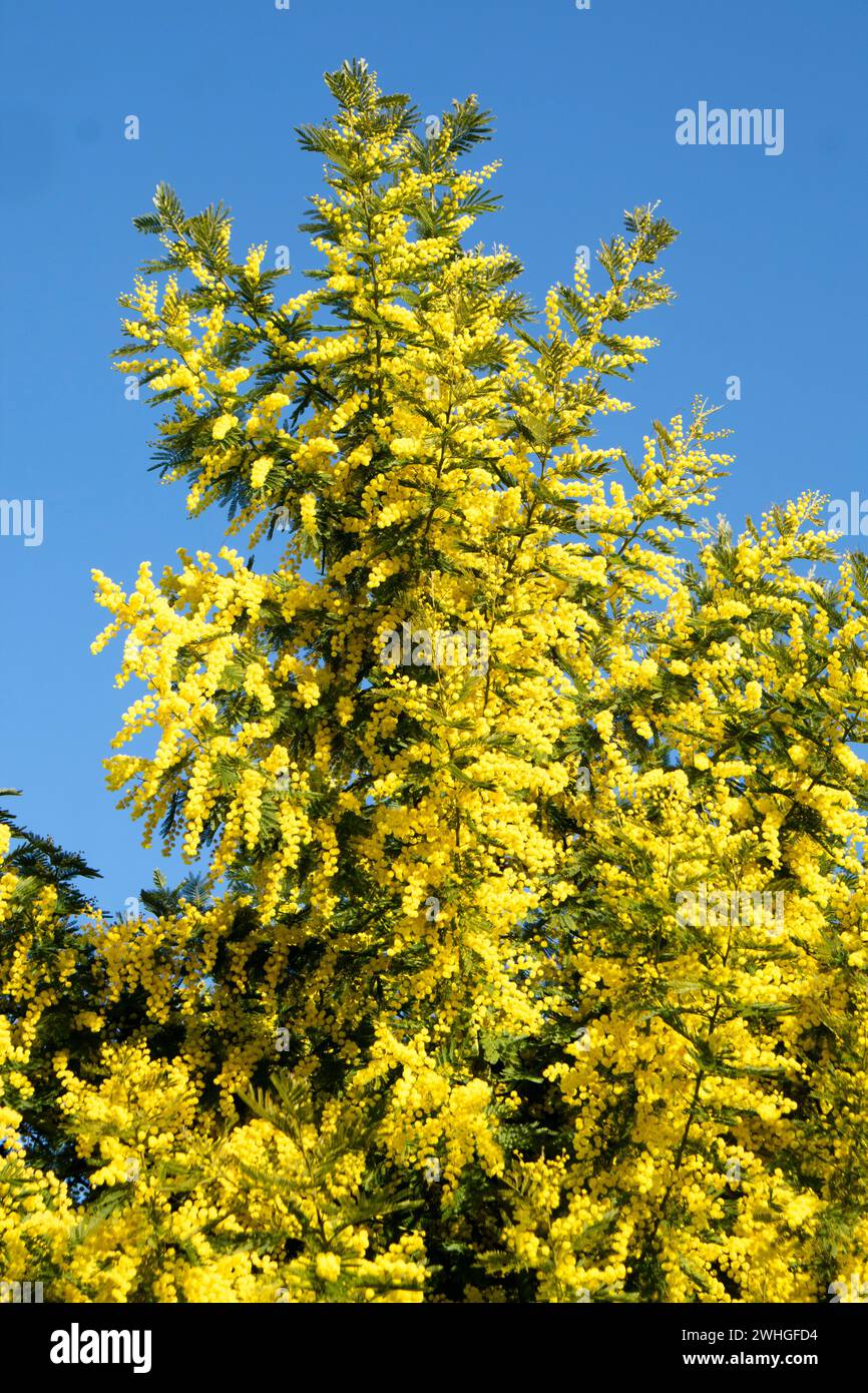 The significant flower of Women's Day is the Mimosa Stock Photo - Alamy