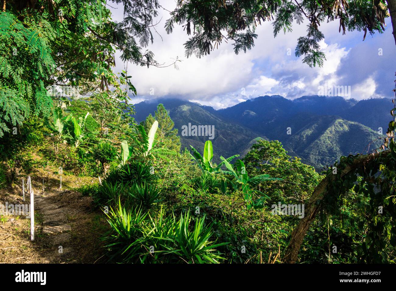 The Blue Mountains in Jamaica, Caribbean, Middle America Stock Photo ...