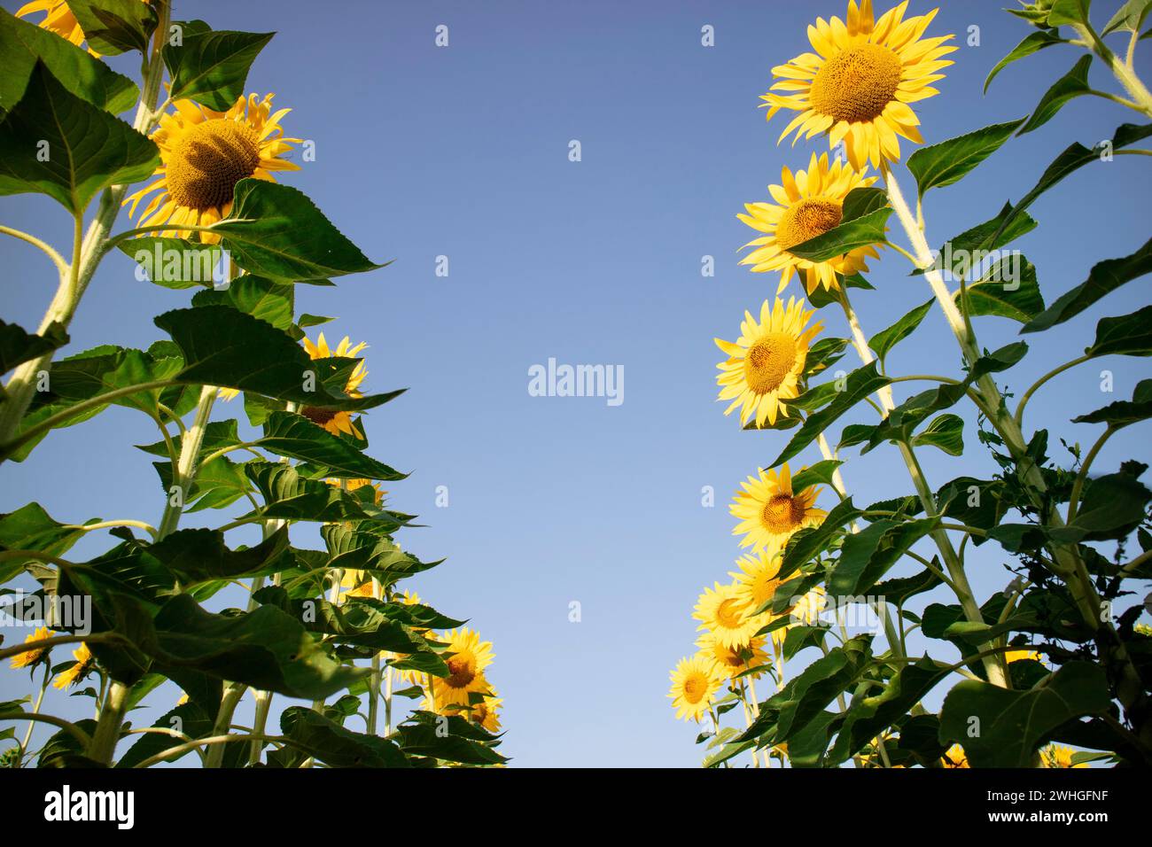 Bright sunflowers in bloom hi-res stock photography and images - Alamy