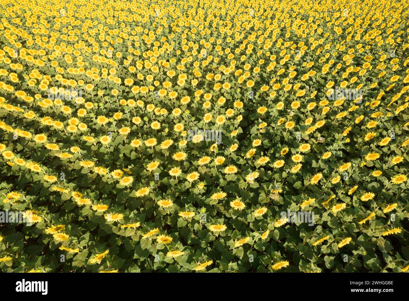 Aerial view of a sunflower field photographed in the summer season ...