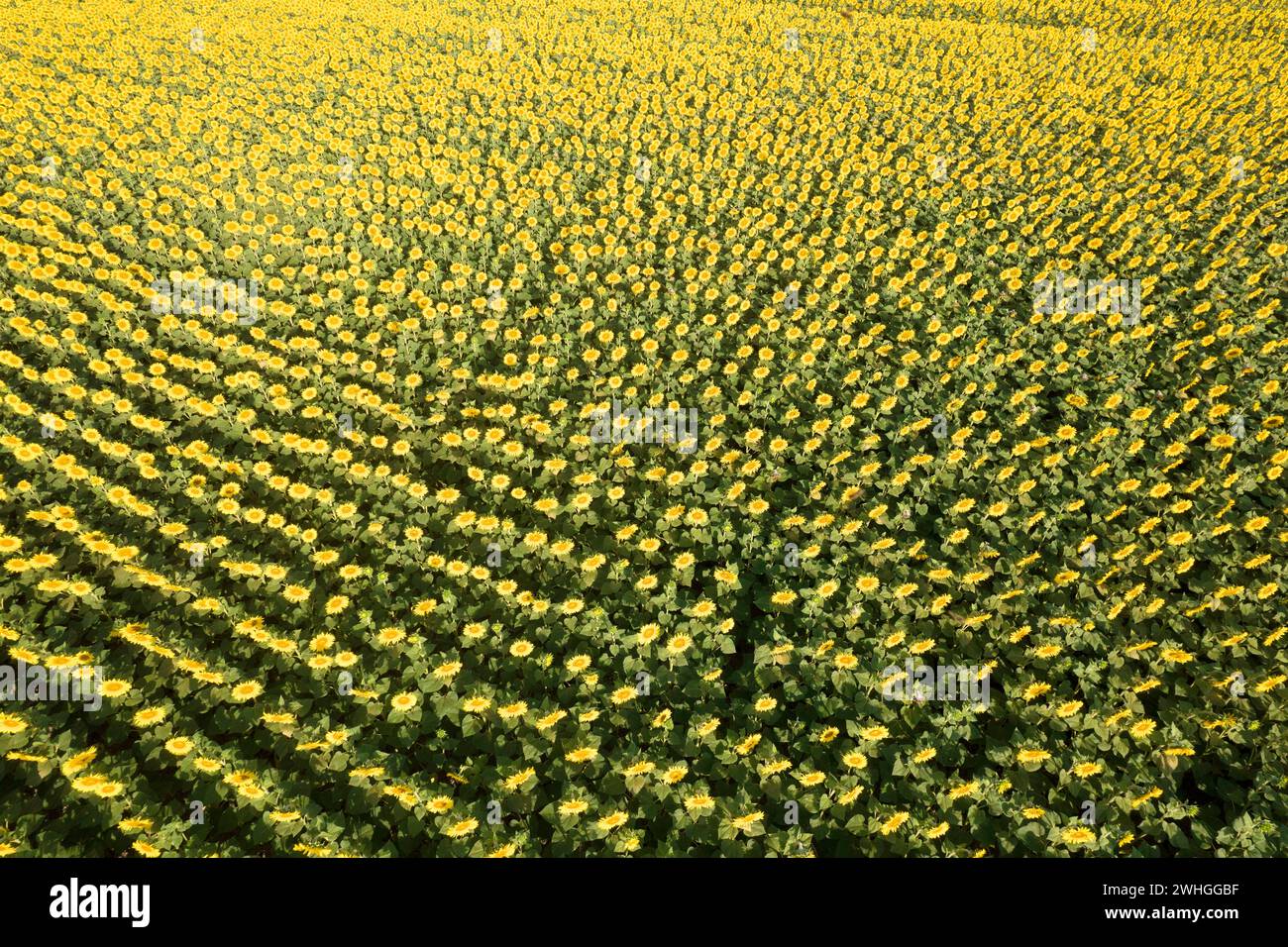 Aerial view of a sunflower field photographed in the summer season ...