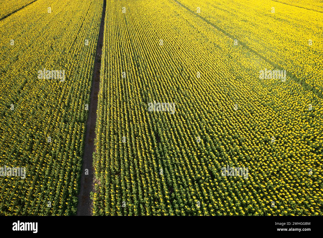Sunflower aerial hi-res stock photography and images - Alamy