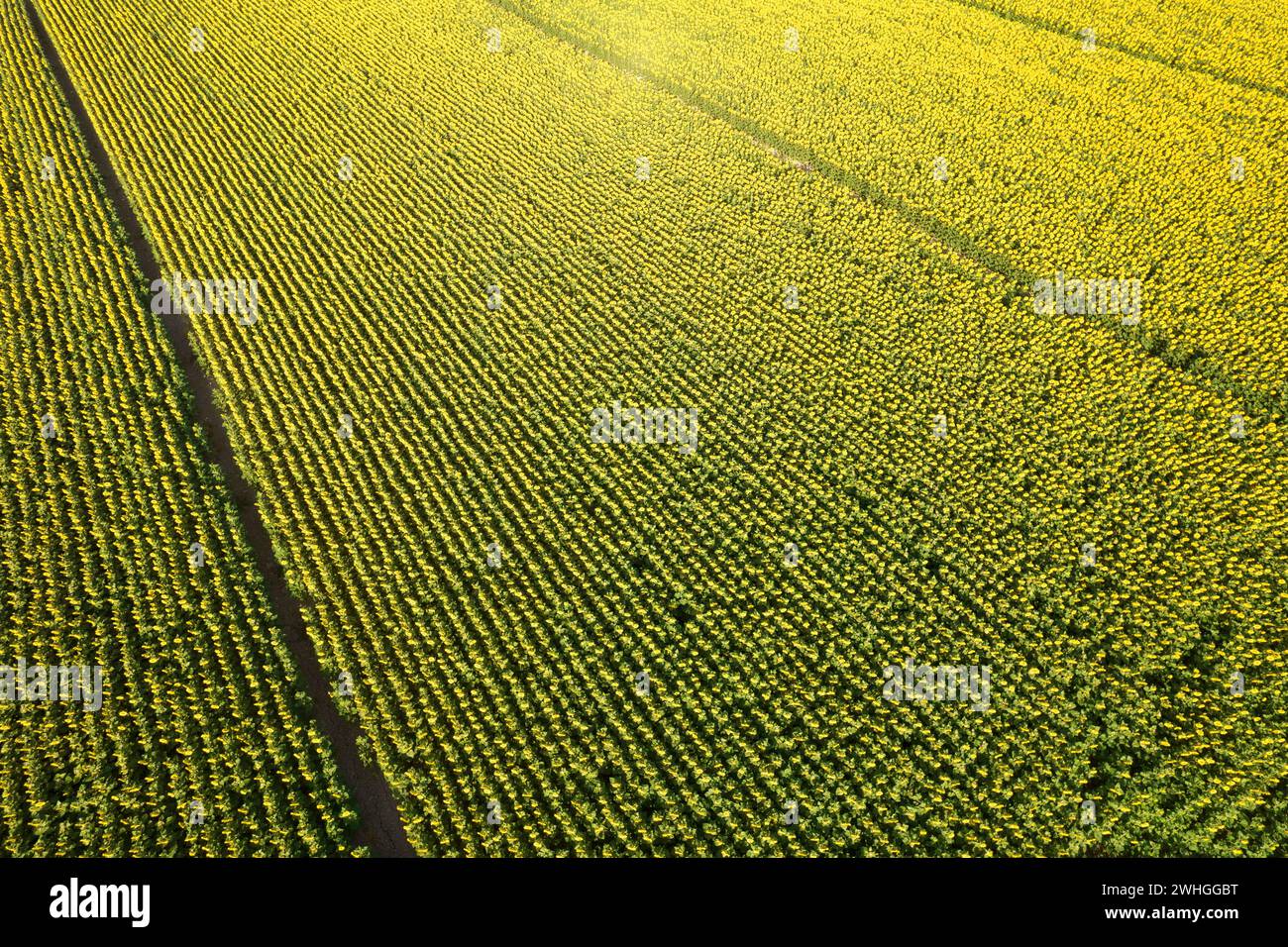 Aerial view of a sunflower field photographed in the summer season ...