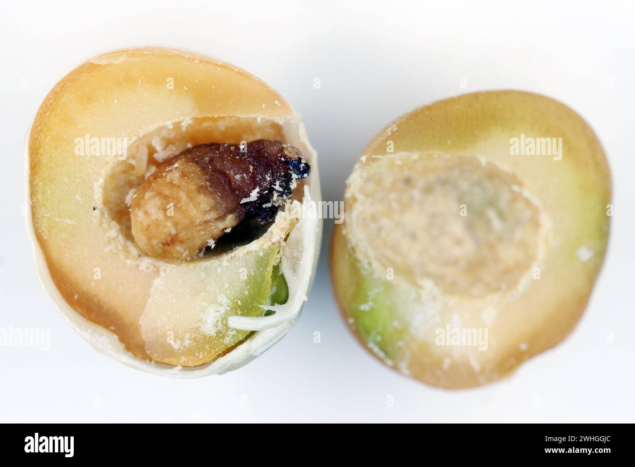 Pea weevil, Bruchus pisorum. Dead larva inside a broken seed. Macro ...